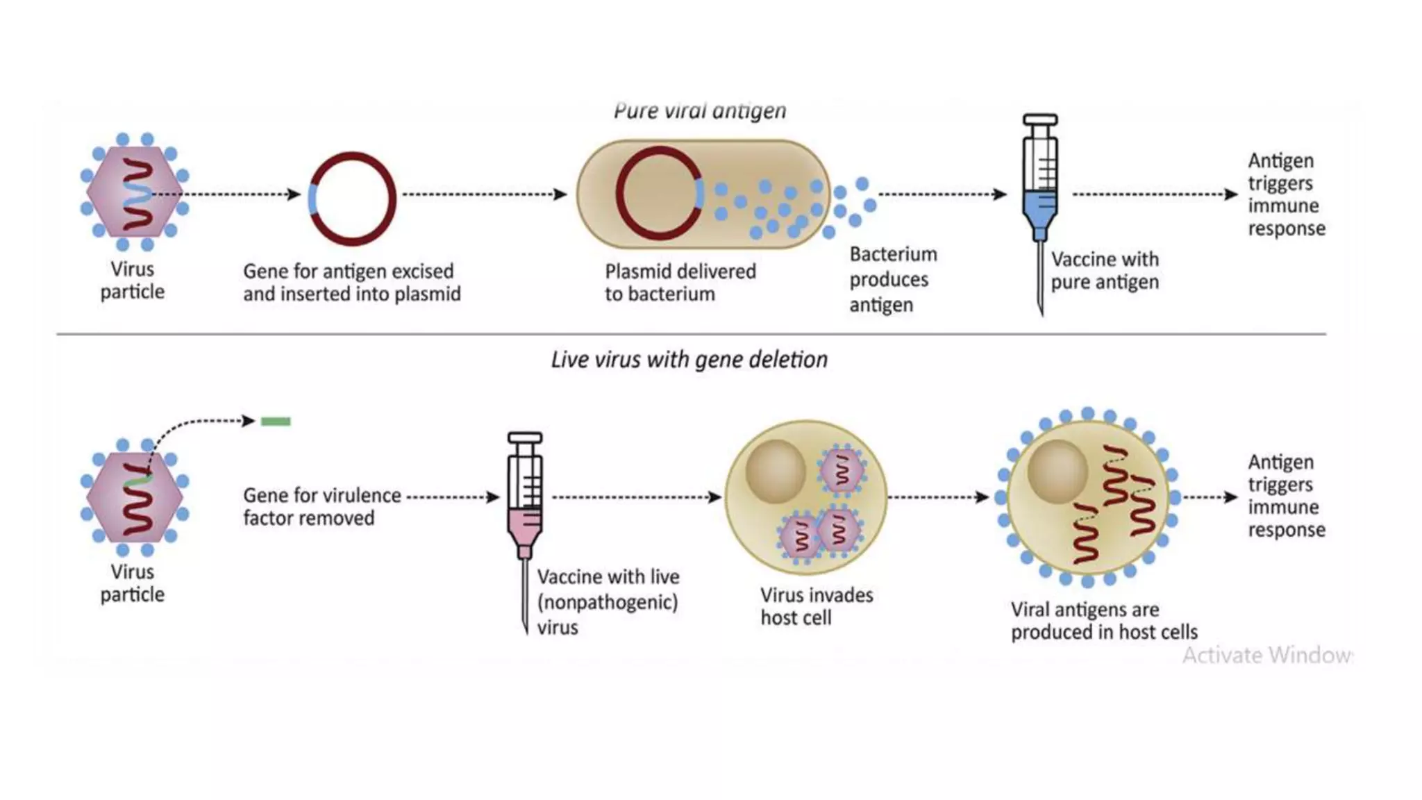 Viruses and vaccine production | PPTX