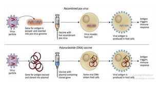 Viruses and vaccine production | PPTX