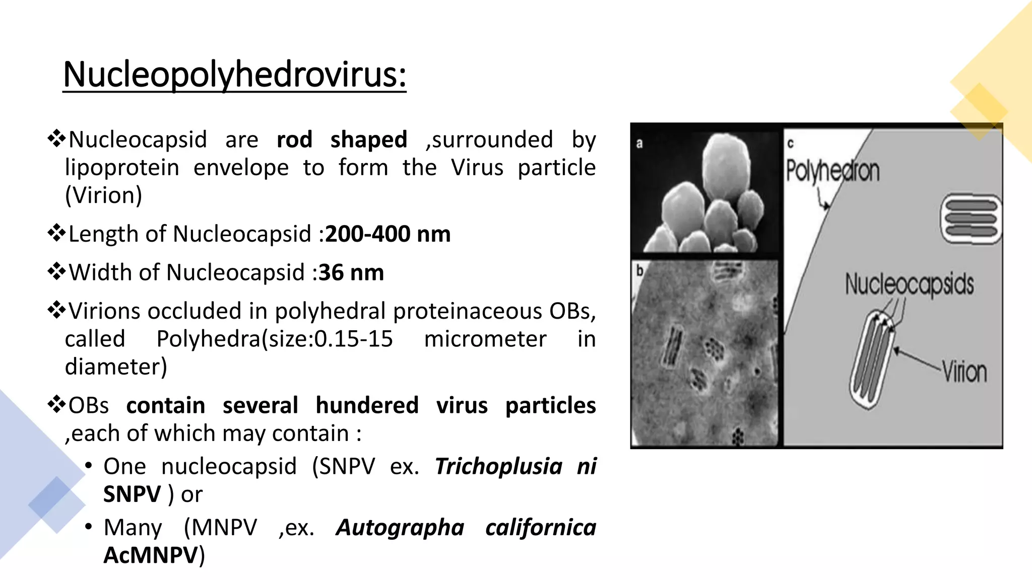 Viruses as biocontrol agents (1) | PPTX