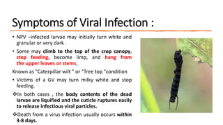 Viruses as biocontrol agents (1) | PPTX