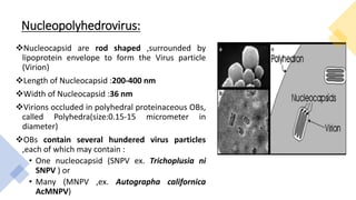 Viruses as biocontrol agents (1) | PPTX