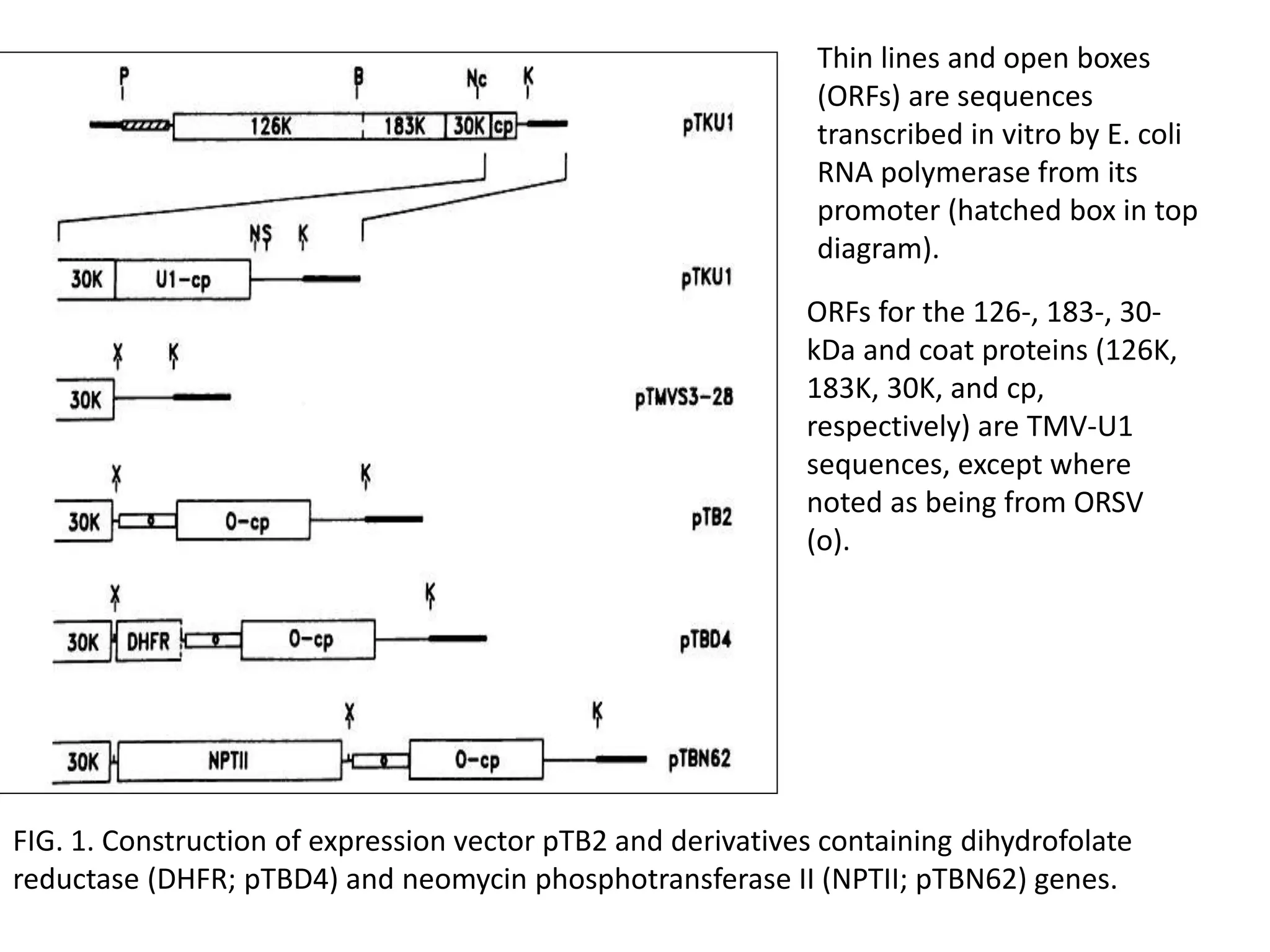 Viruses as vector, binary, shuttle vector | PPTX