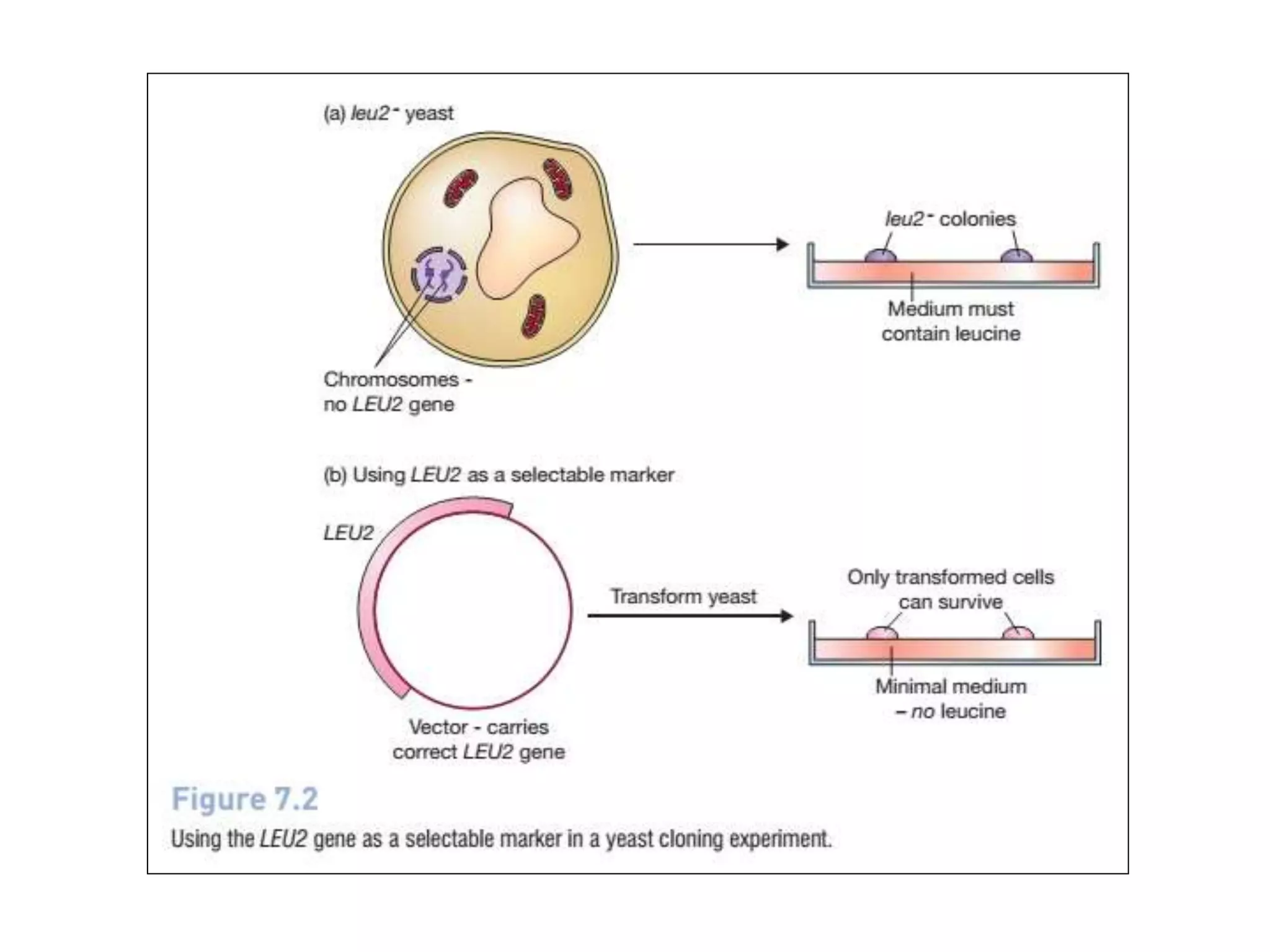 Viruses as vector, binary, shuttle vector | PPTX