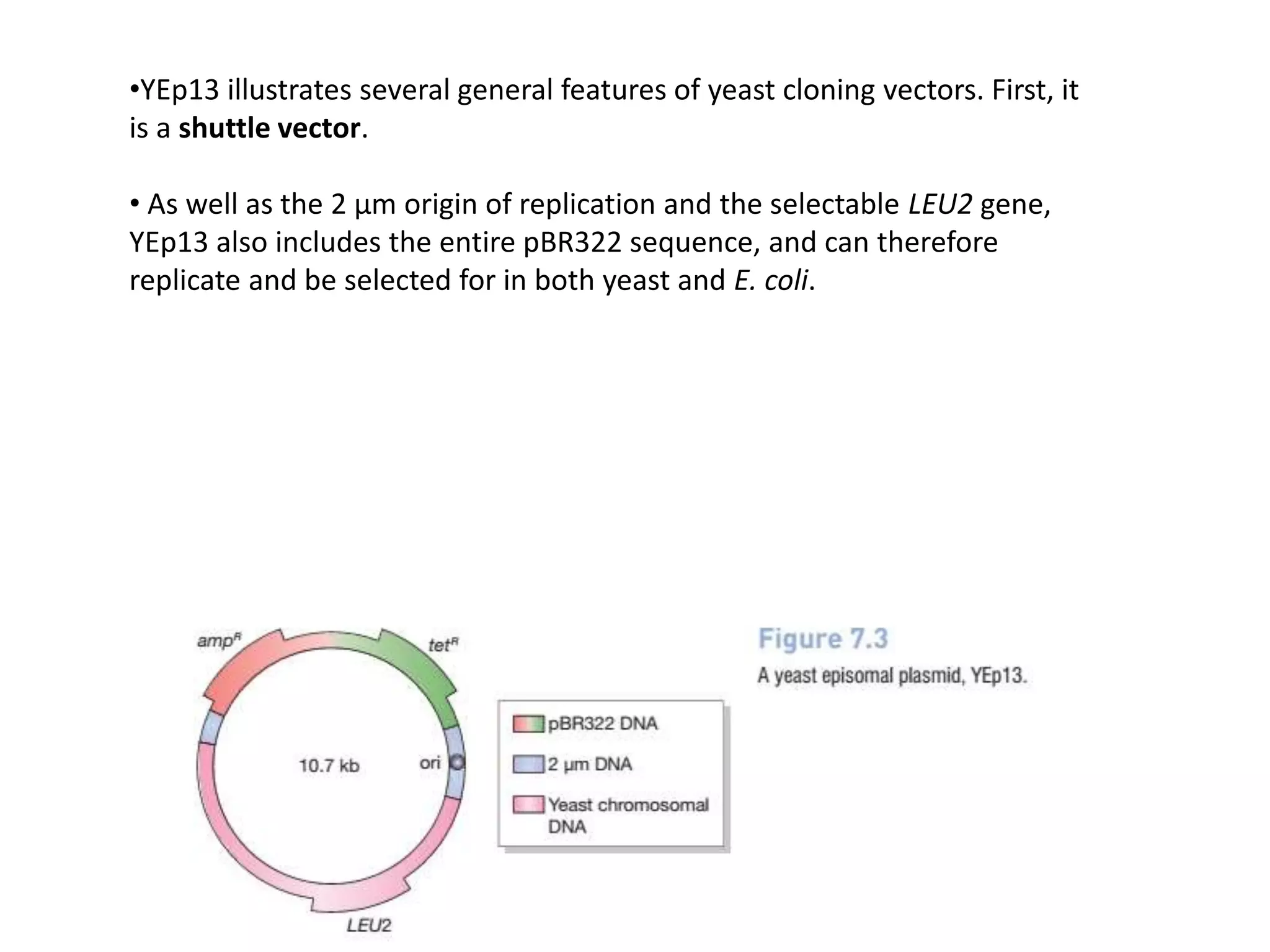 Viruses as vector, binary, shuttle vector | PPTX