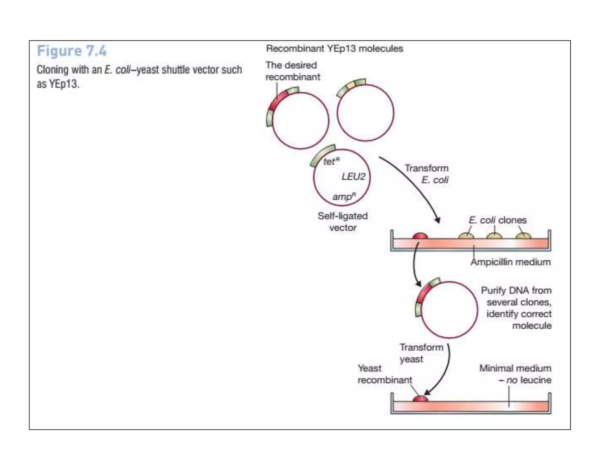 Viruses as vector, binary, shuttle vector | PPTX