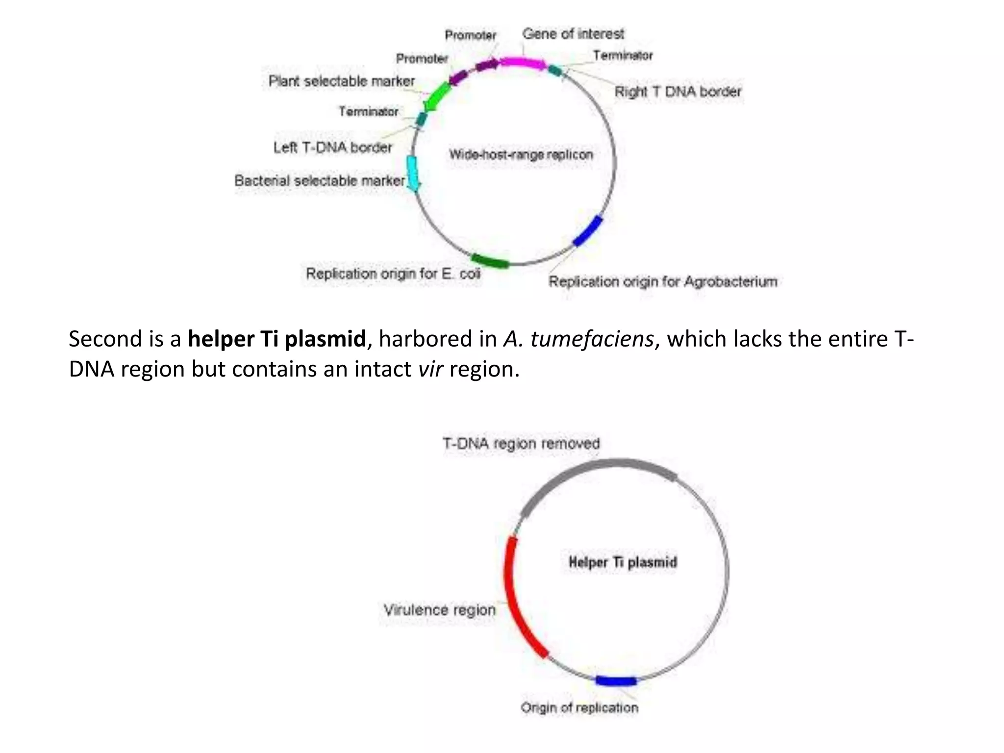 Viruses as vector, binary, shuttle vector | PPTX