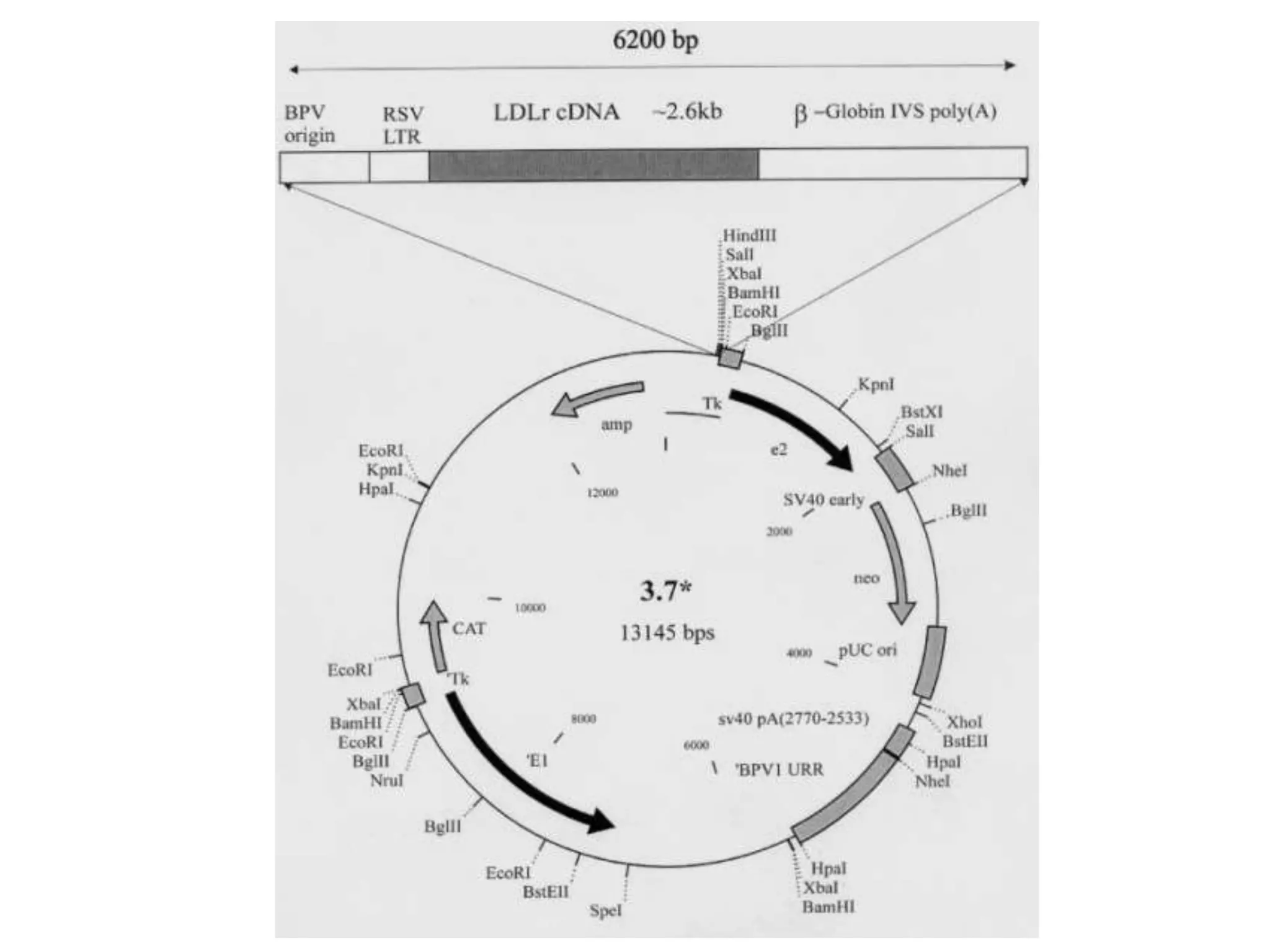 Viruses as vector, binary, shuttle vector | PPTX