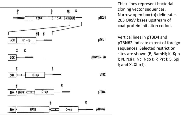 Viruses as vector, binary, shuttle vector | PPTX