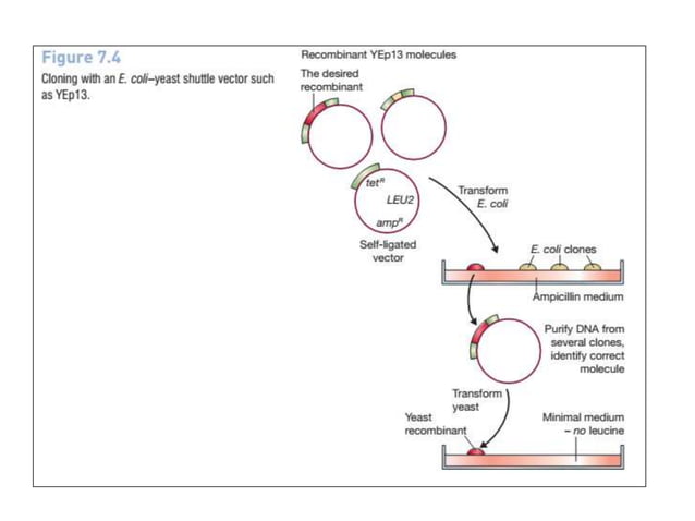 Viruses as vector, binary, shuttle vector | PPTX