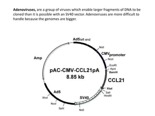 Viruses as vector, binary, shuttle vector | PPTX