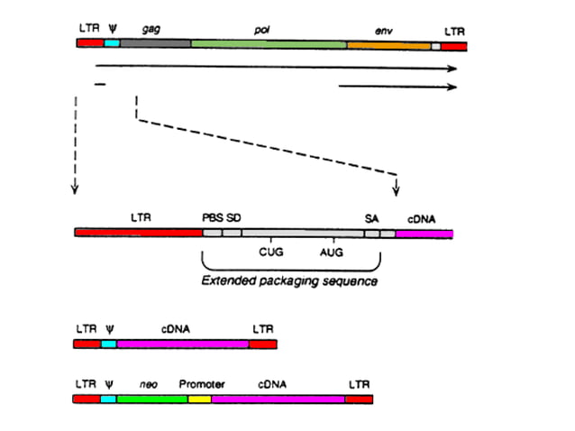 Viruses as vector, binary, shuttle vector | PPTX