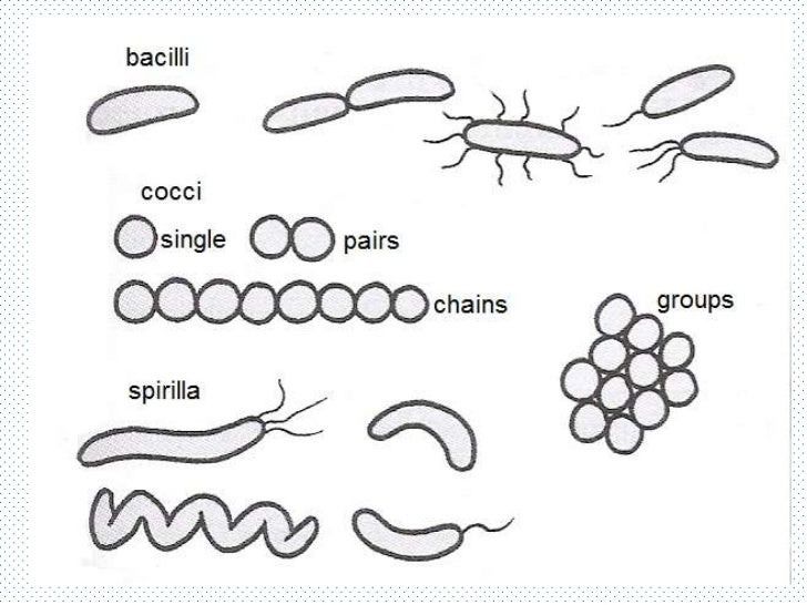 Viruses, bacteria, protists and fungi