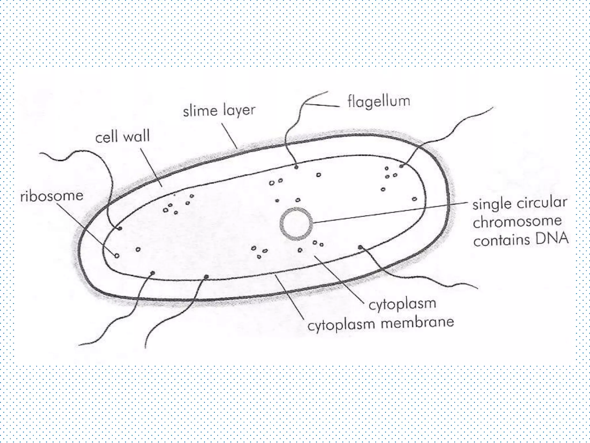 Viruses, bacteria, protists and fungi | PPTX