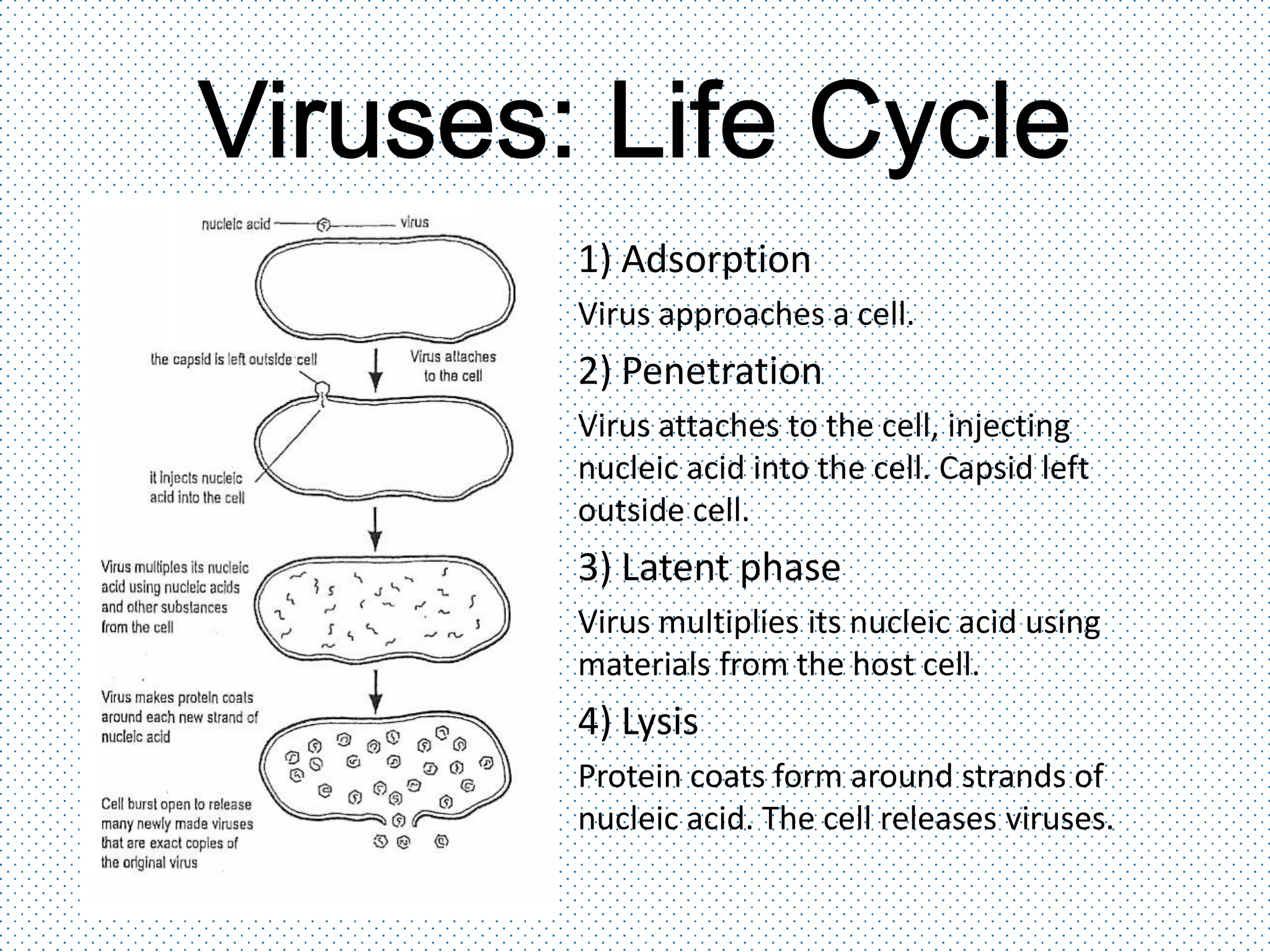 Viruses, bacteria, protists and fungi | PPTX | Infectious Diseases ...