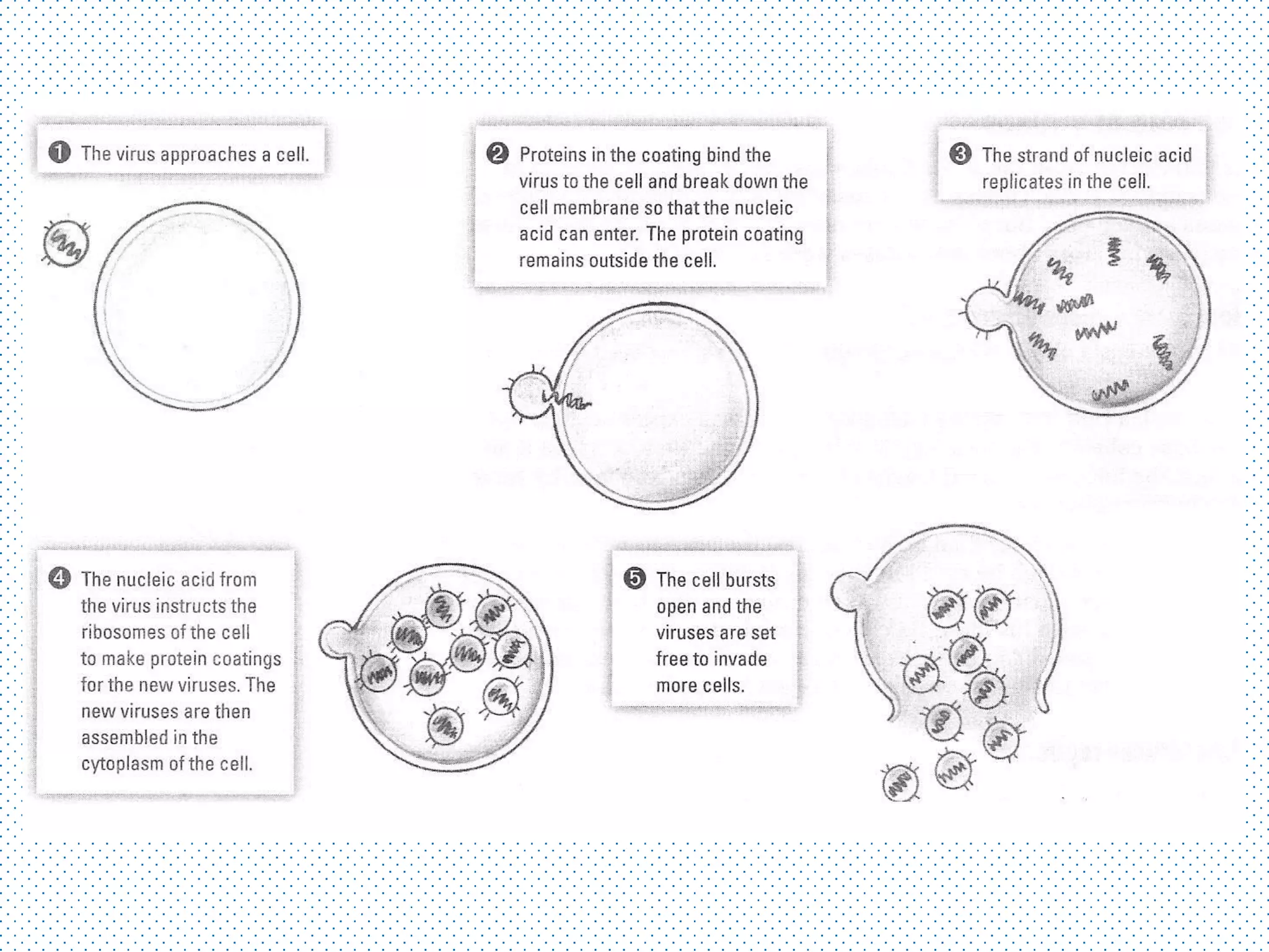 Viruses, bacteria, protists and fungi | PPTX