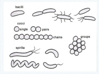 Viruses, bacteria, protists and fungi | PPTX