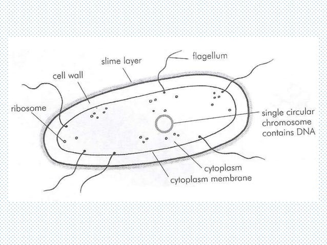 Viruses, bacteria, protists and fungi | PPTX | Infectious Diseases ...