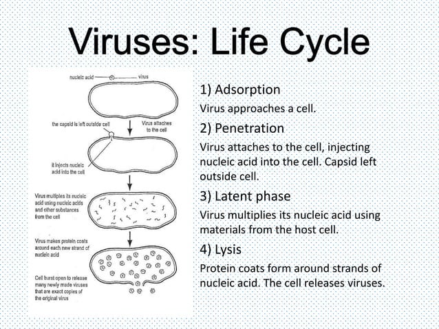 Viruses, bacteria, protists and fungi | PPTX | Infectious Diseases ...