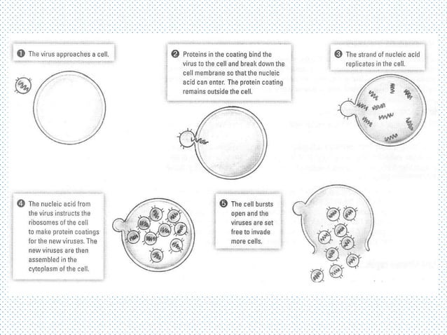 Viruses, bacteria, protists and fungi | PPTX | Infectious Diseases ...