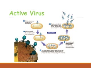 Viruses bacteria protists_and_fungi | PPTX
