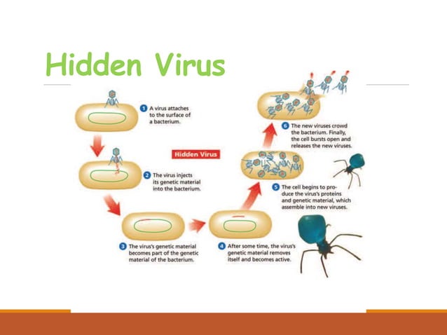 Viruses bacteria protists_and_fungi | PPTX