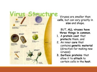 Viruses bacteria protists_and_fungi | PPTX