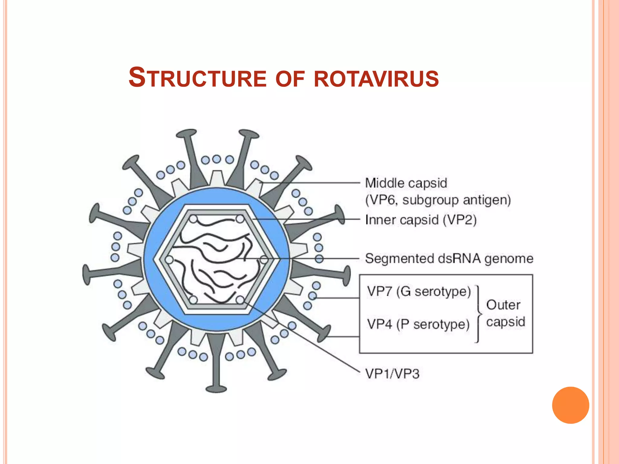 Viruses causing diarrhea | PPTX