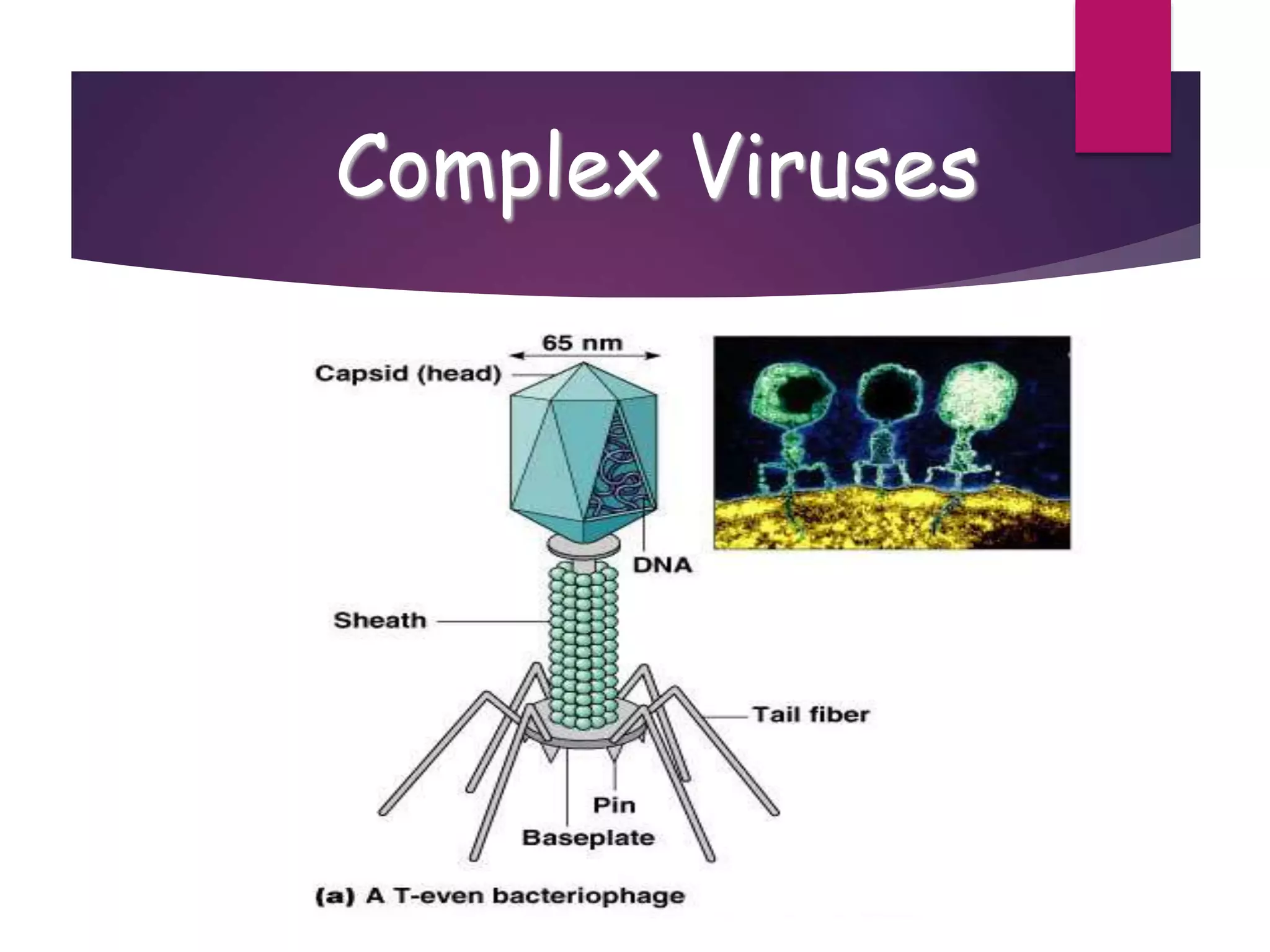 Viruses | PPTX
