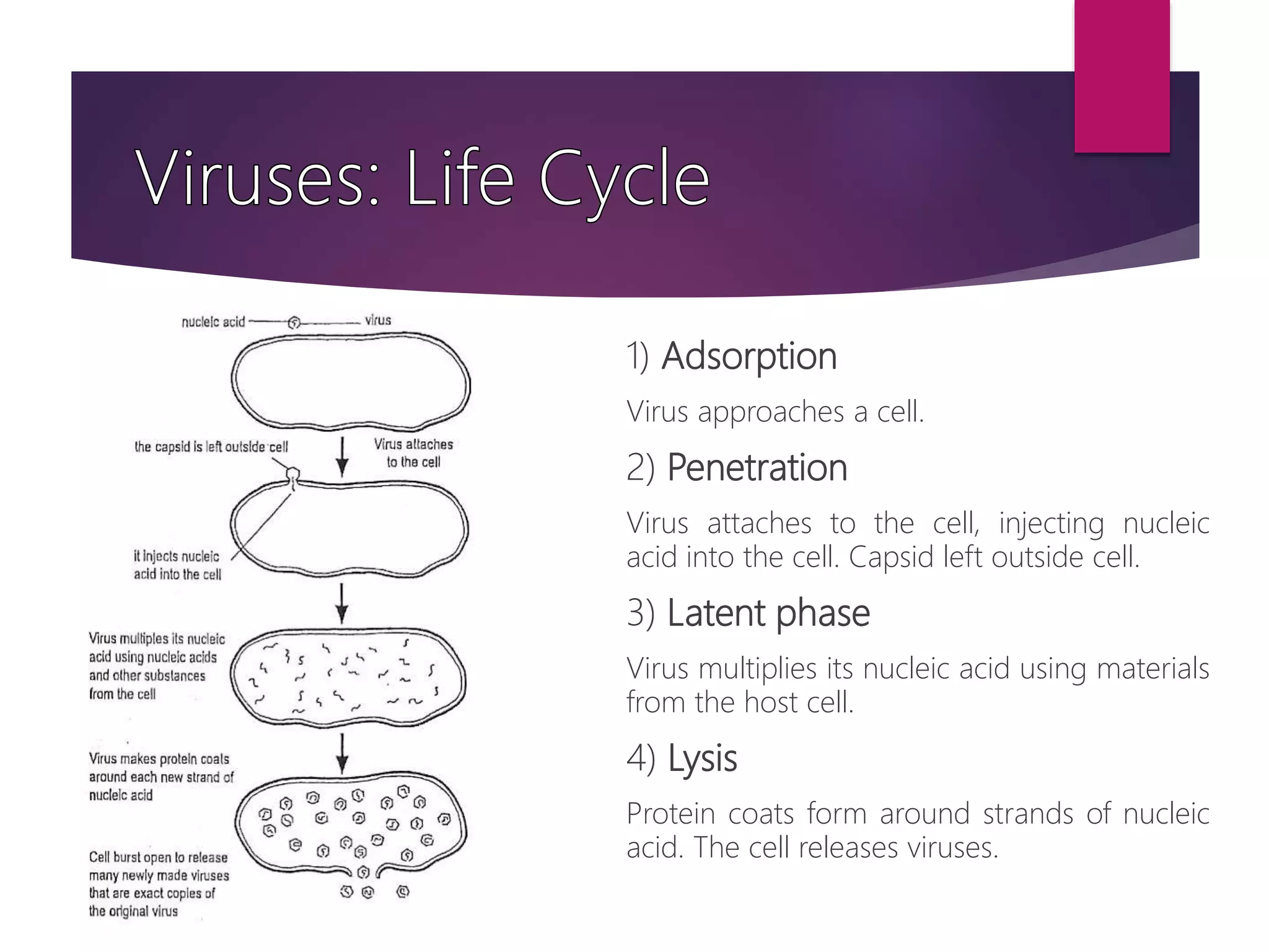 Viruses | PPTX