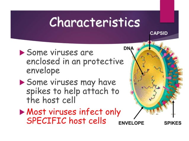 Viruses | PPTX