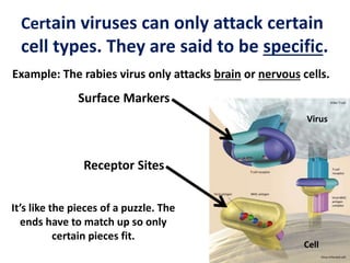 Viruses | PPTX