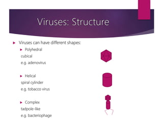 Viruses | PPTX
