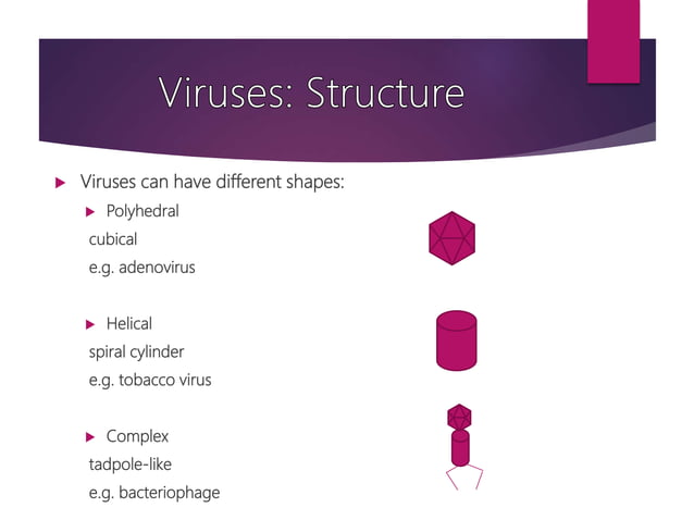Viruses | PPT