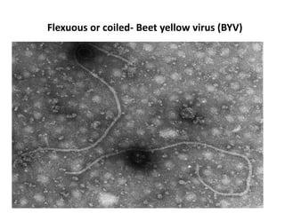 Viruses SMG | PPTX