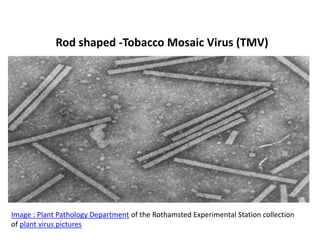 Viruses SMG | PPTX