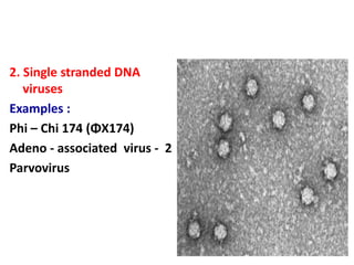 Viruses SMG | PPTX