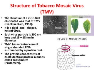 Viruses SMG | PPTX