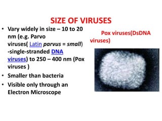 Viruses SMG | PPTX