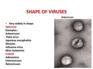 Viruses SMG | PPTX