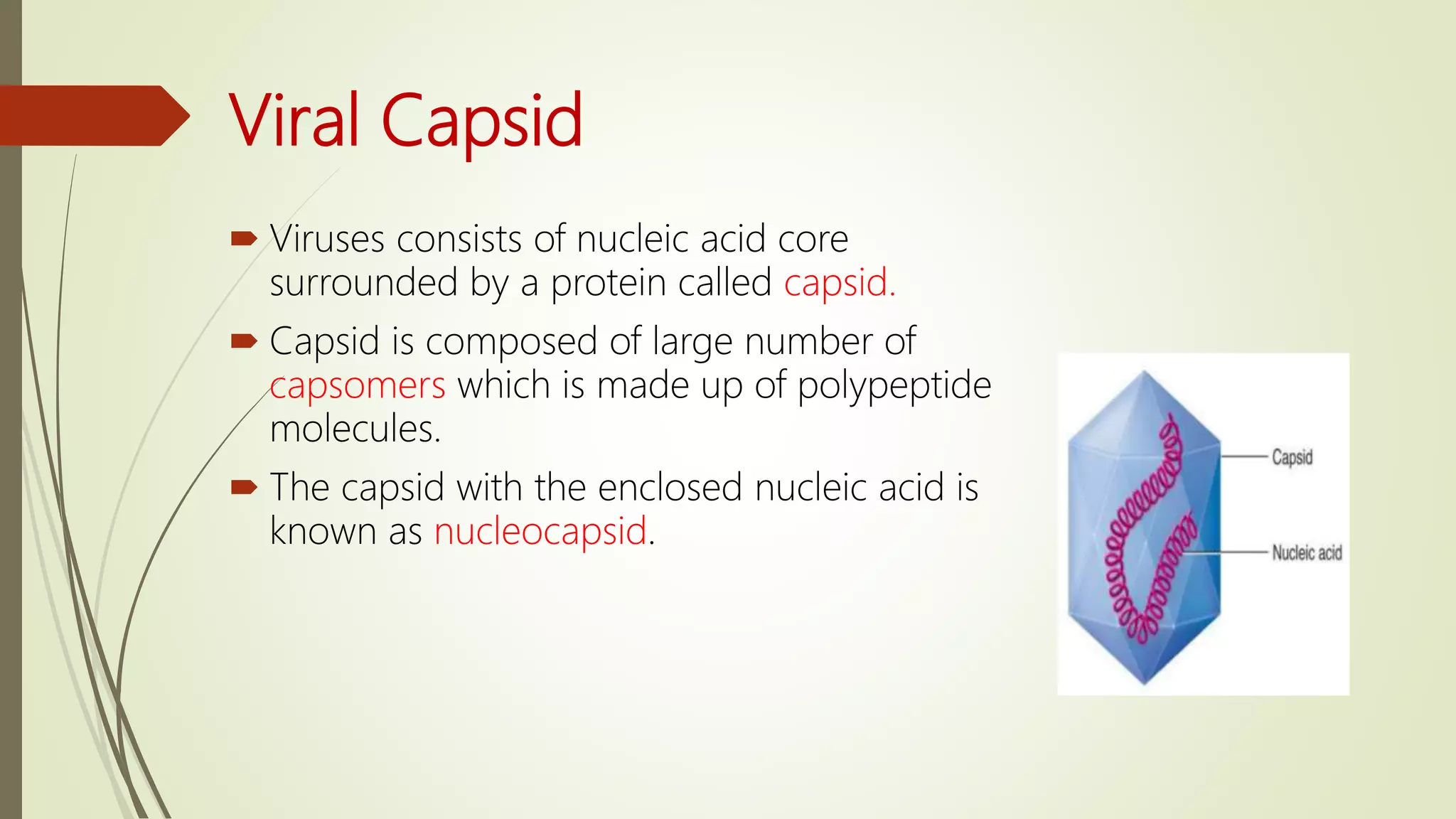 Viruses – Morphology & Classification.pptx