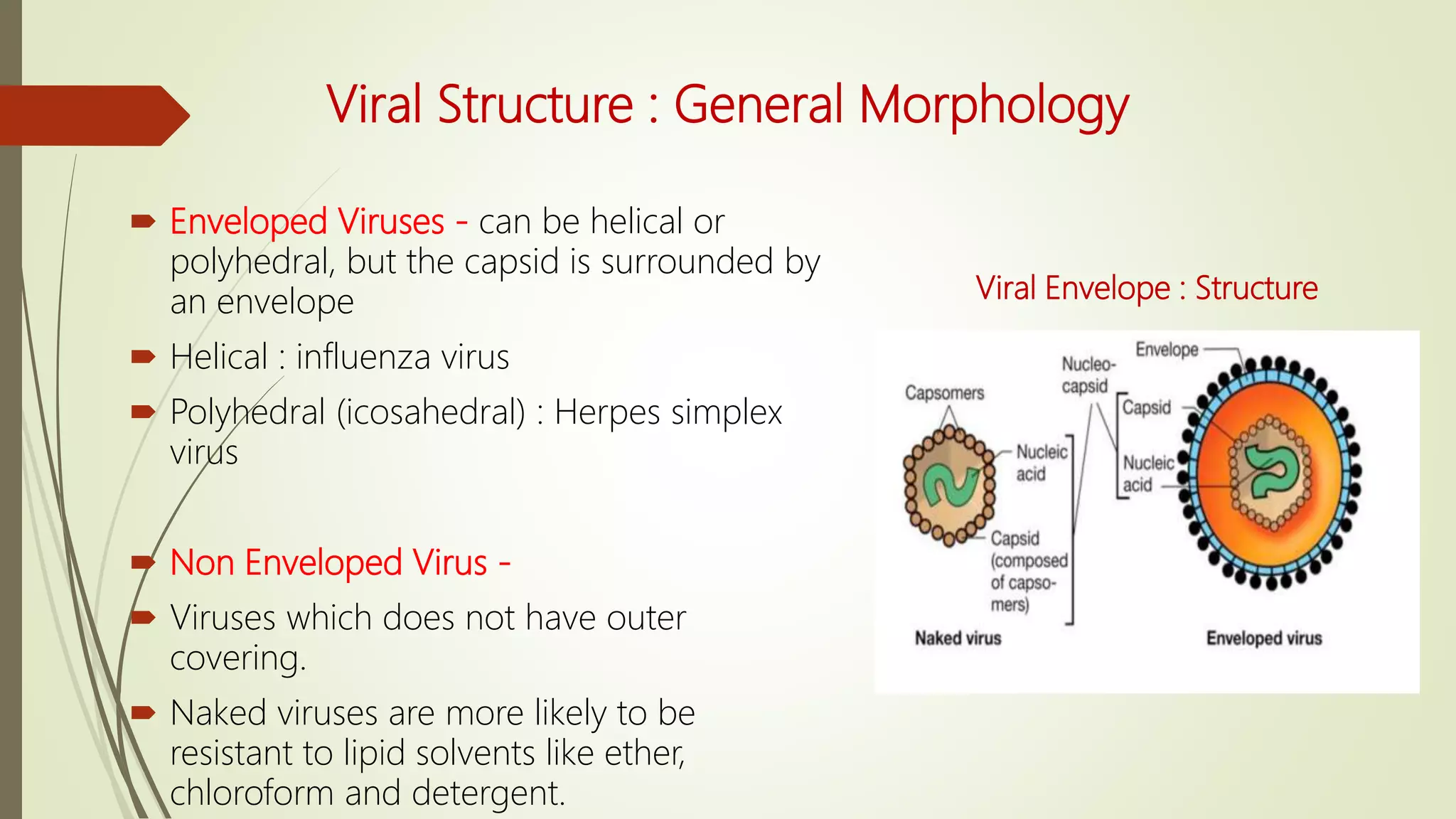 Viruses – Morphology & Classification.pptx