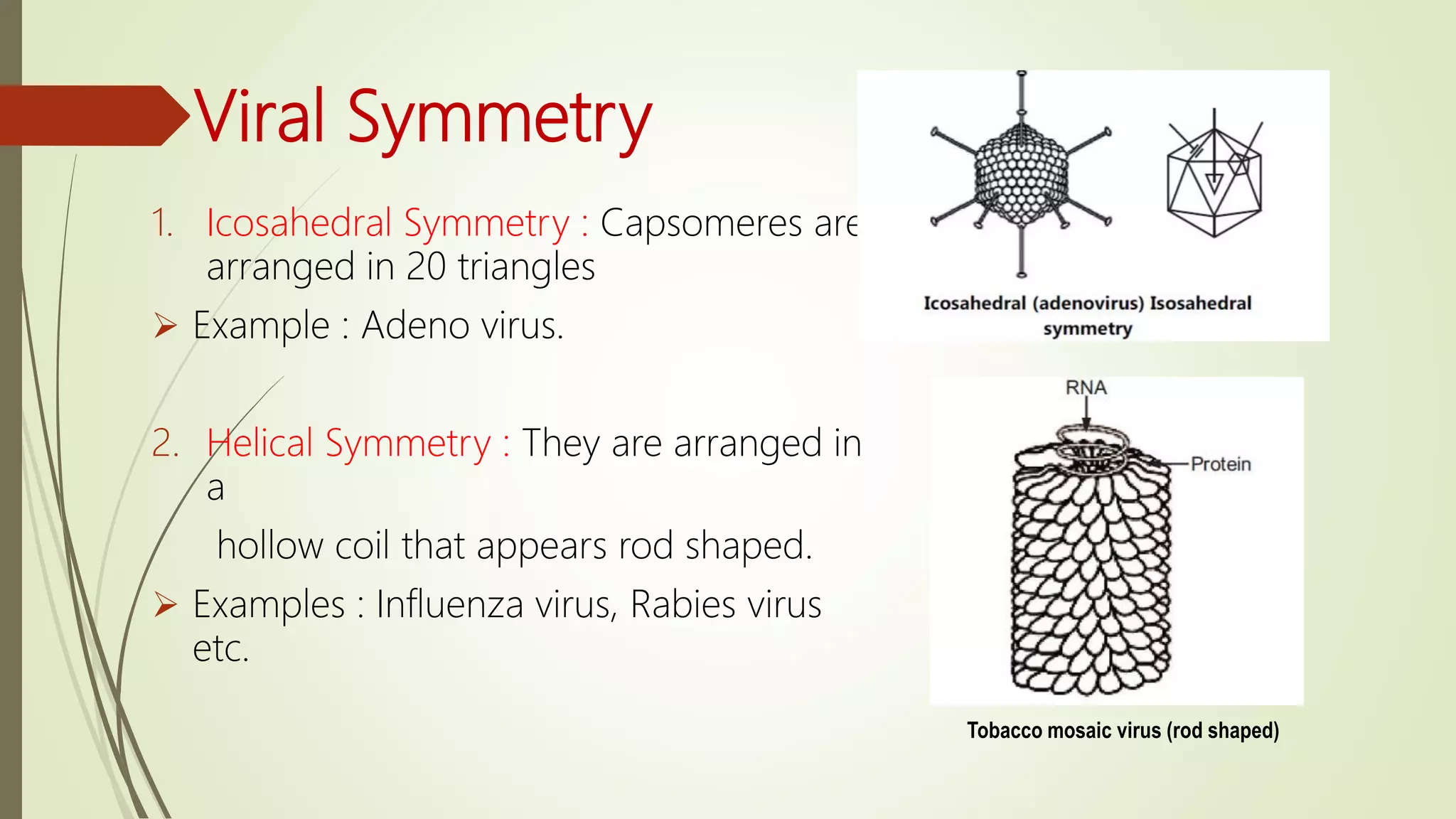 Viruses – Morphology & Classification.pptx