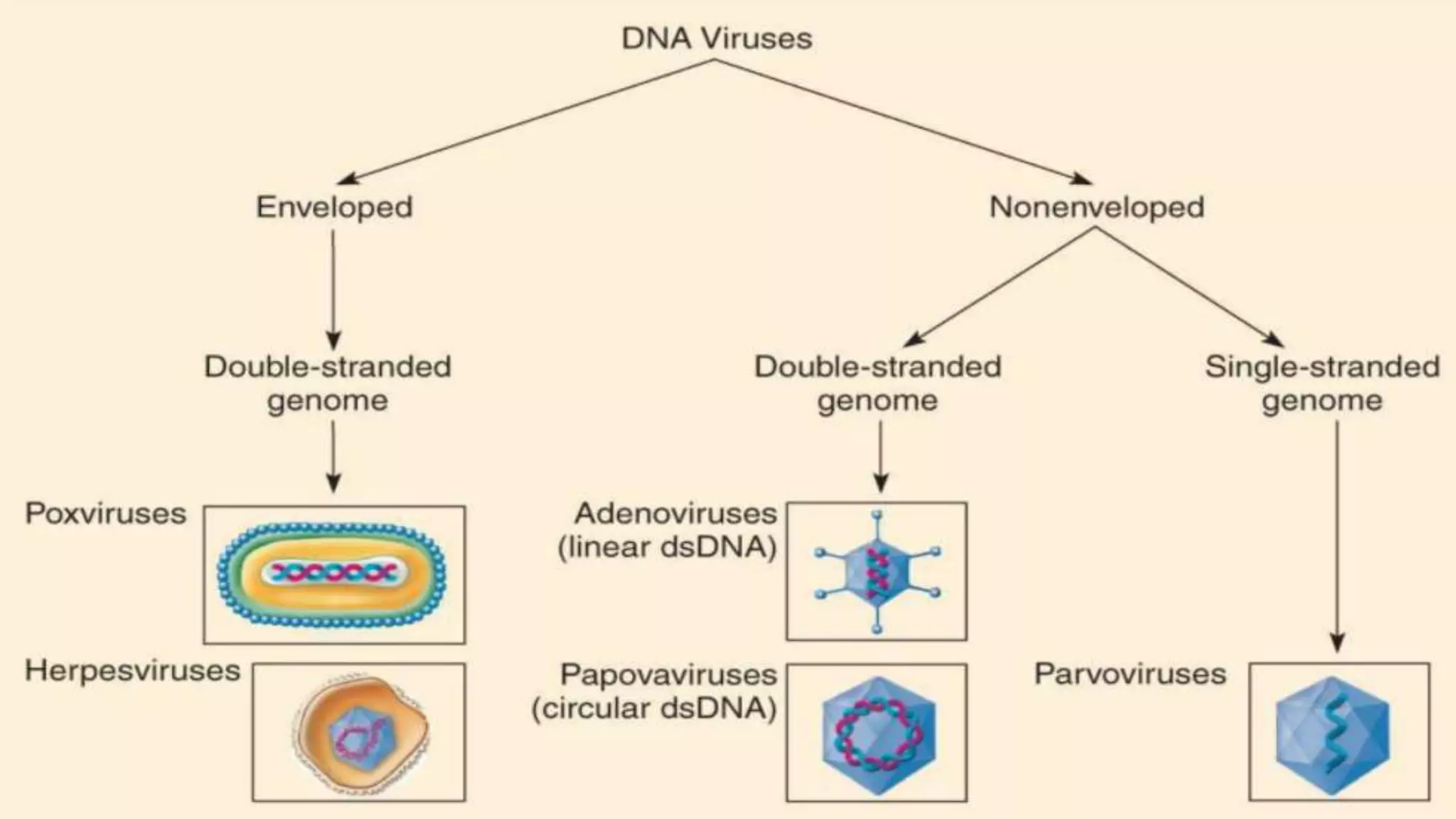 Viruses – Morphology & Classification.pptx