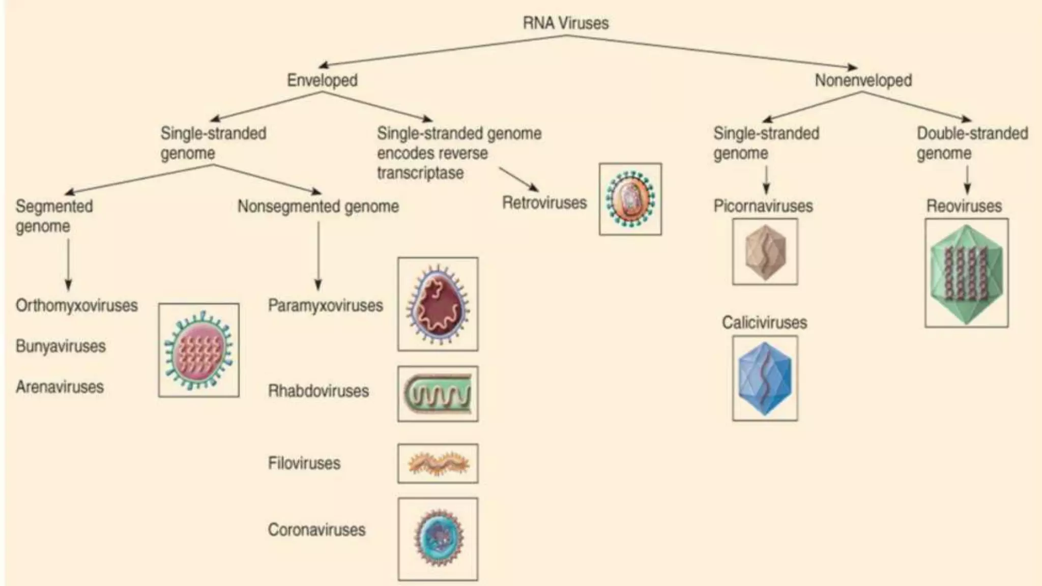 Viruses – Morphology & Classification.pptx