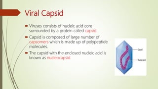 Viruses – Morphology & Classification.pptx
