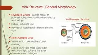 Viruses – Morphology & Classification.pptx