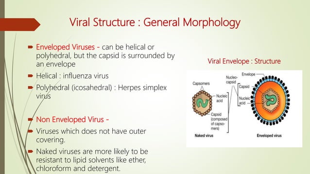 Viruses – Morphology & Classification.pptx | Genetics | Science