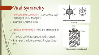 Viruses – Morphology & Classification.pptx