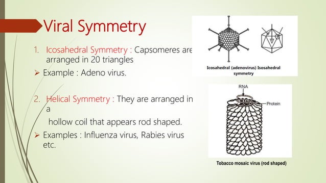 Viruses – Morphology & Classification.pptx | Genetics | Science