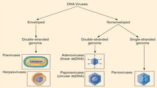 Viruses – Morphology & Classification.pptx